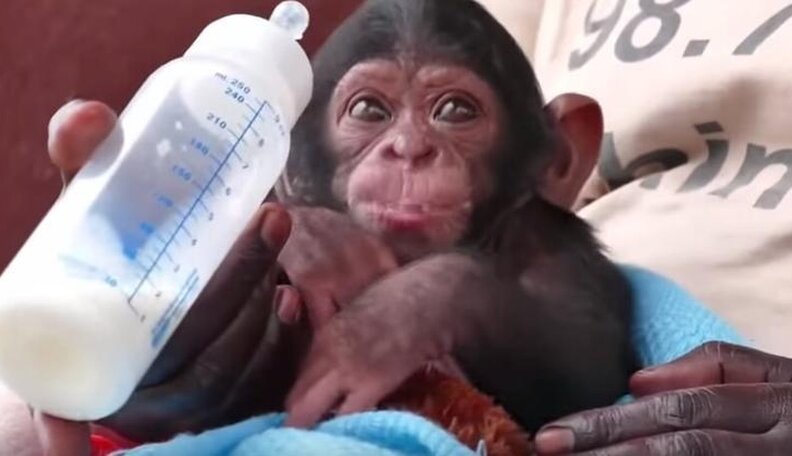 Baby Chimp Happily Falls Asleep In His Rescuer's Arms - The Dodo
