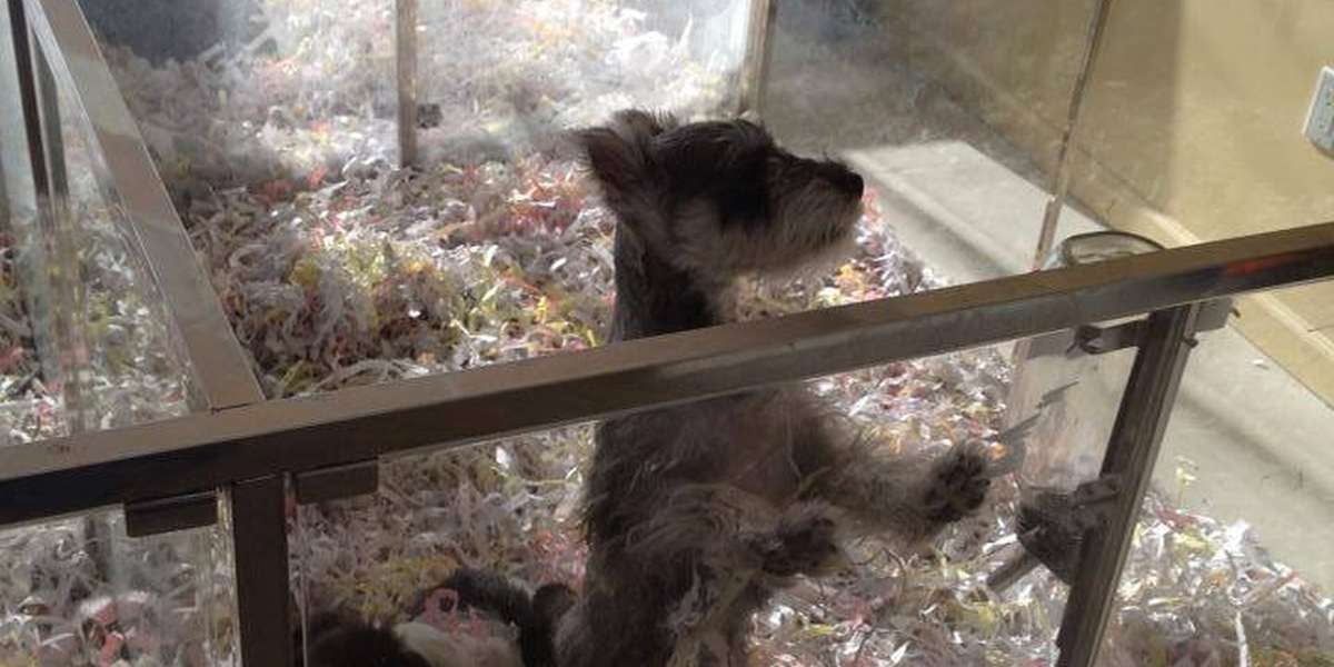 22 Sweet Puppies Remind Us That Pet Stores Shouldn't Sell Dogs - The Dodo