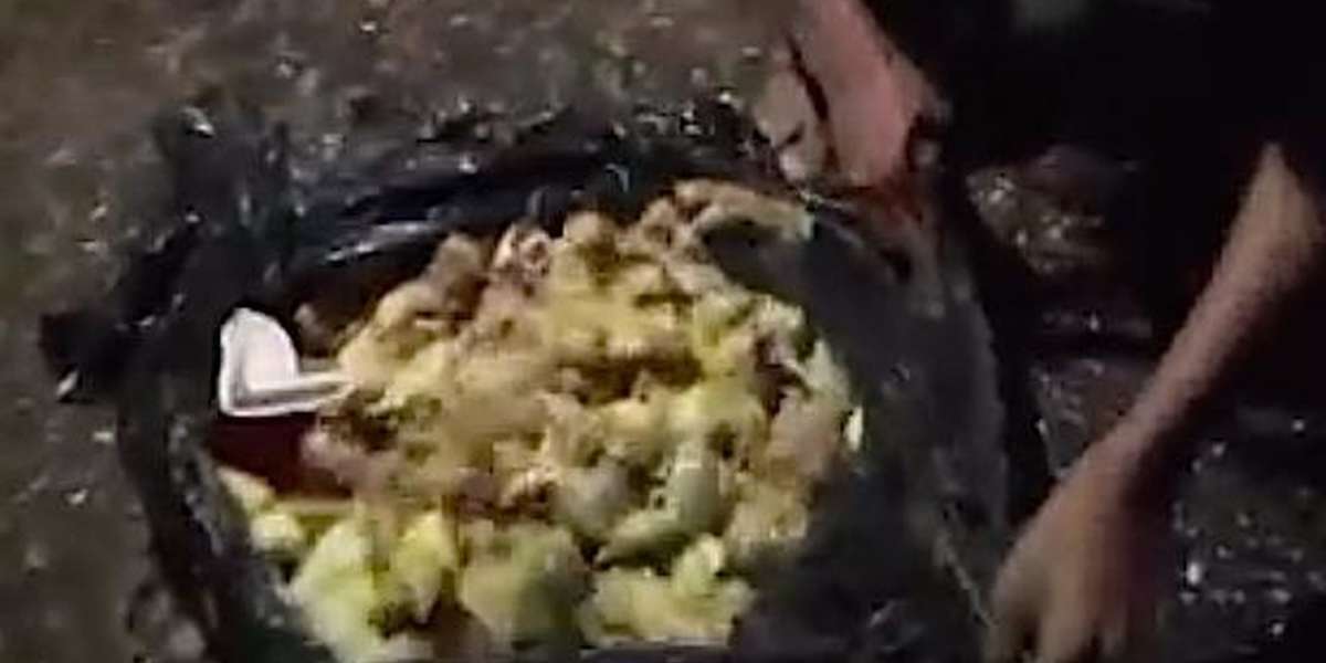 Inside This Trash Bag Was The Most Heartbreaking Discovery - The Dodo
