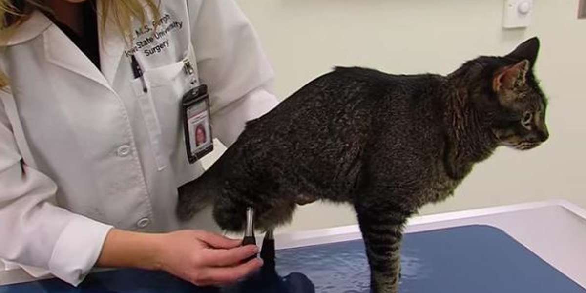 Cat Walks For The Very First Time, Thanks To New Prosthetic Legs - The Dodo