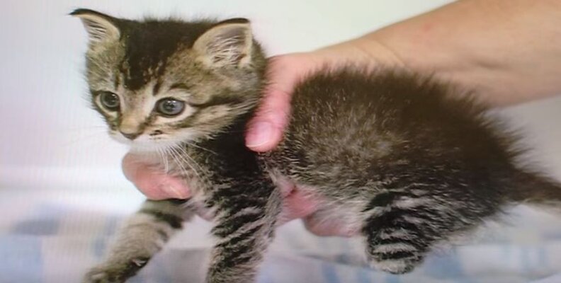 Cat Walks For The Very First Time, Thanks To New Prosthetic Legs - The Dodo