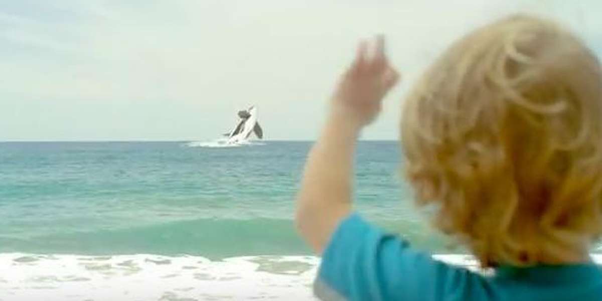 Sweetest Ad Shows Why SeaWorld Is Bad For Orcas - The Dodo