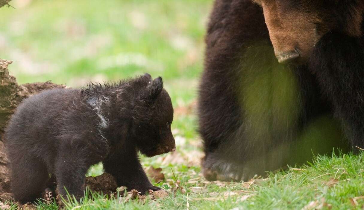 Cubs Béar Dubh Leanbh
