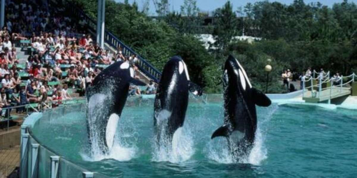 #Throwback SWO Orcas lived in the Blue Horizons tank before they moved ...