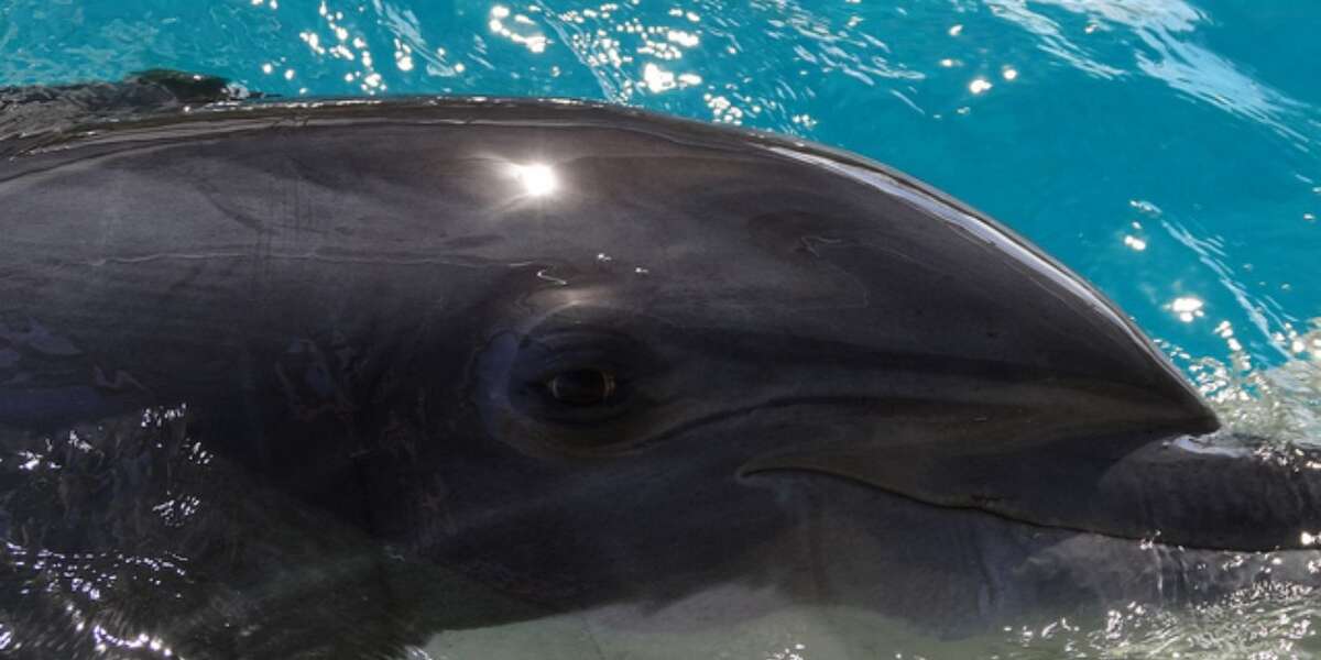 SeaWorld Slapped With (Another) USDA Complaint Over Animal Abuse ...