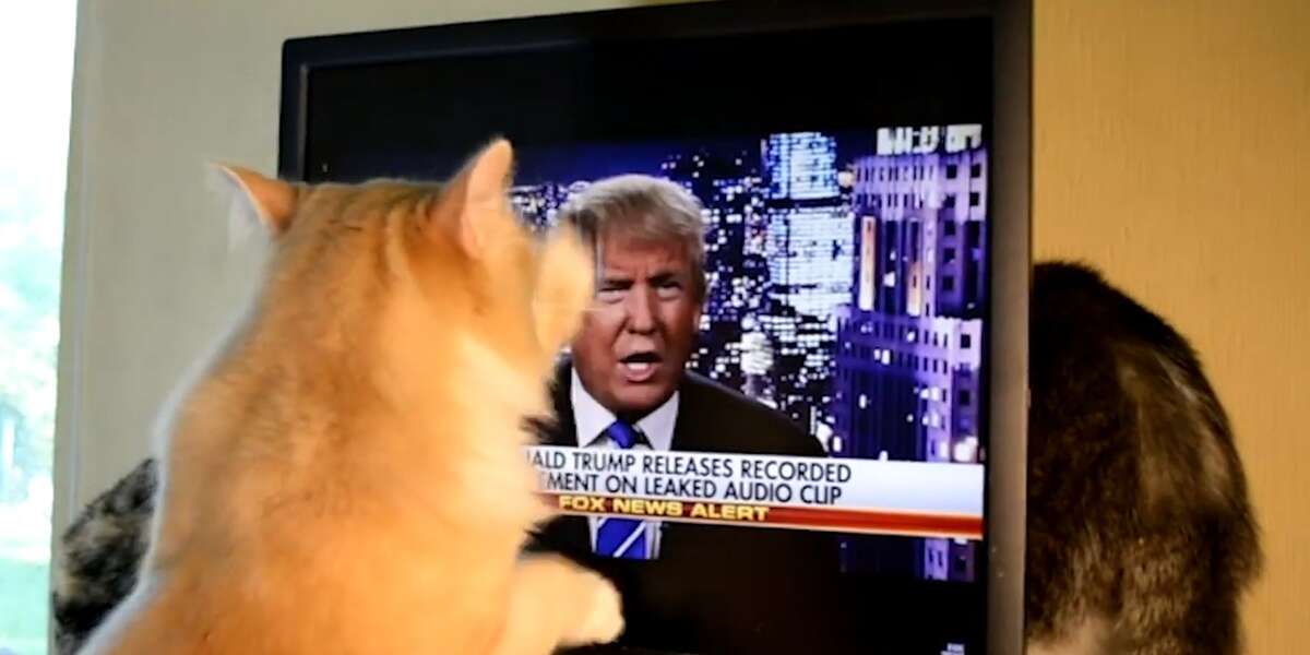 Cat Reacts To Trump's 'Apology' - The Dodo
