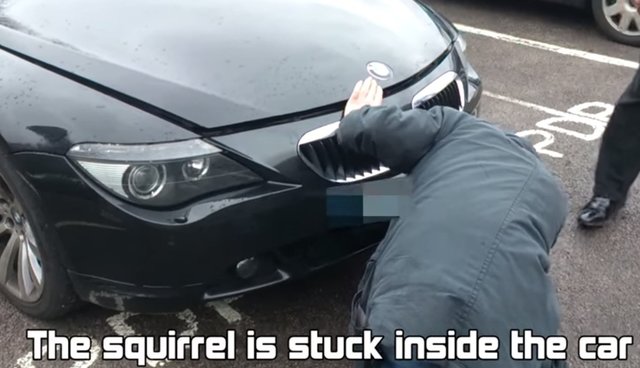Squirrel Trapped In Car Grill Finally Dashes To Freedom - The Dodo
