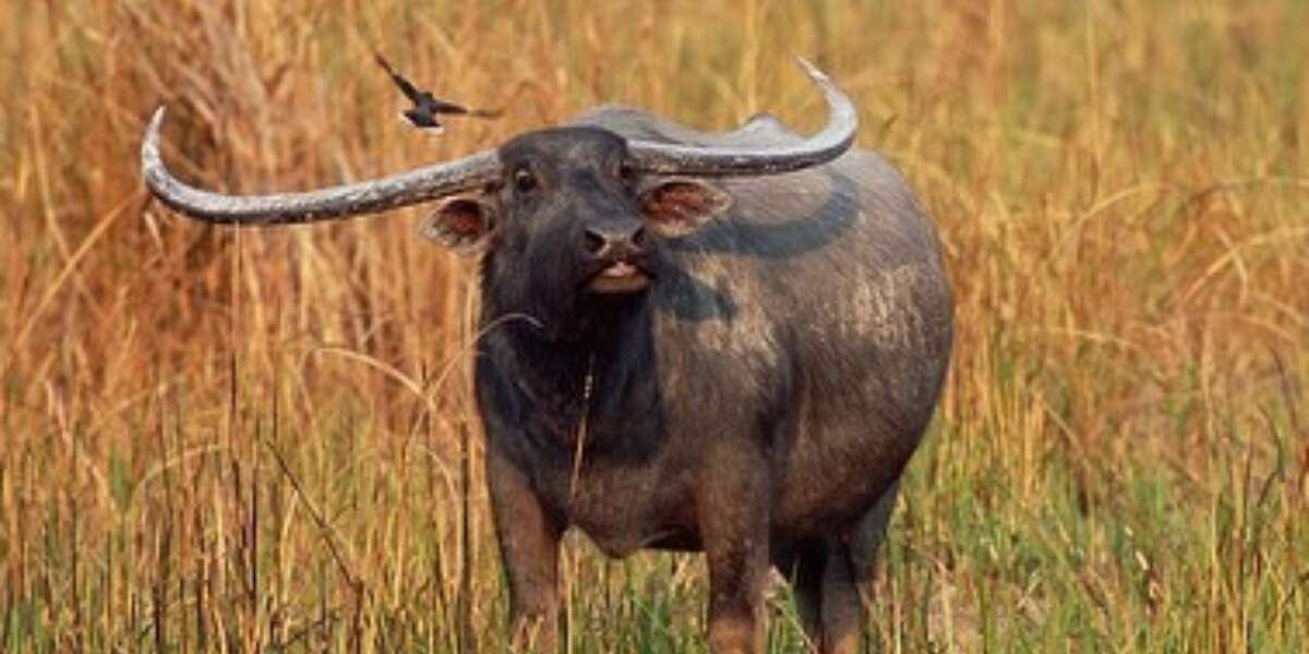 Dating Profiles For Endangered Species - The Dodo