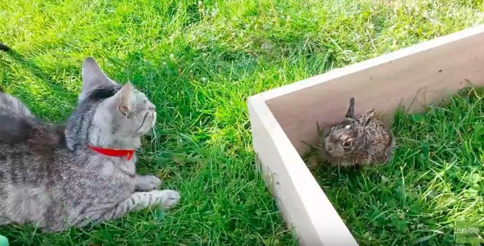 Cat Loves To Spoon With Her Brand-New Rescue Bunny - The Dodo