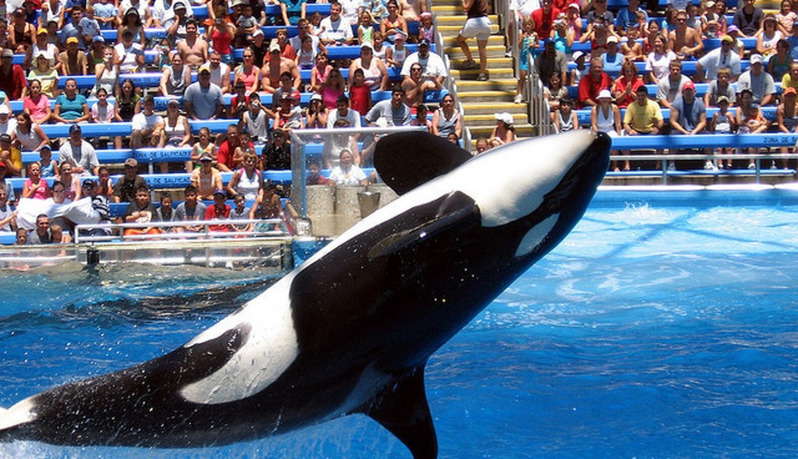 SeaWorld Just Got Slammed With Another Damning Lawsuit - The Dodo