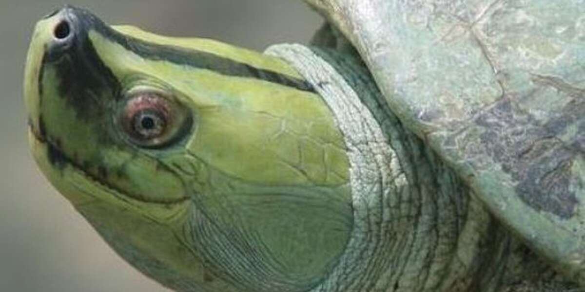This Incredible-Looking Turtle Is Coming Back From The Brink Of ...