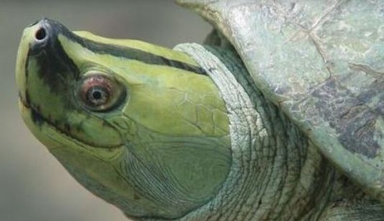 This Incredible-Looking Turtle Is Coming Back From The Brink Of ...