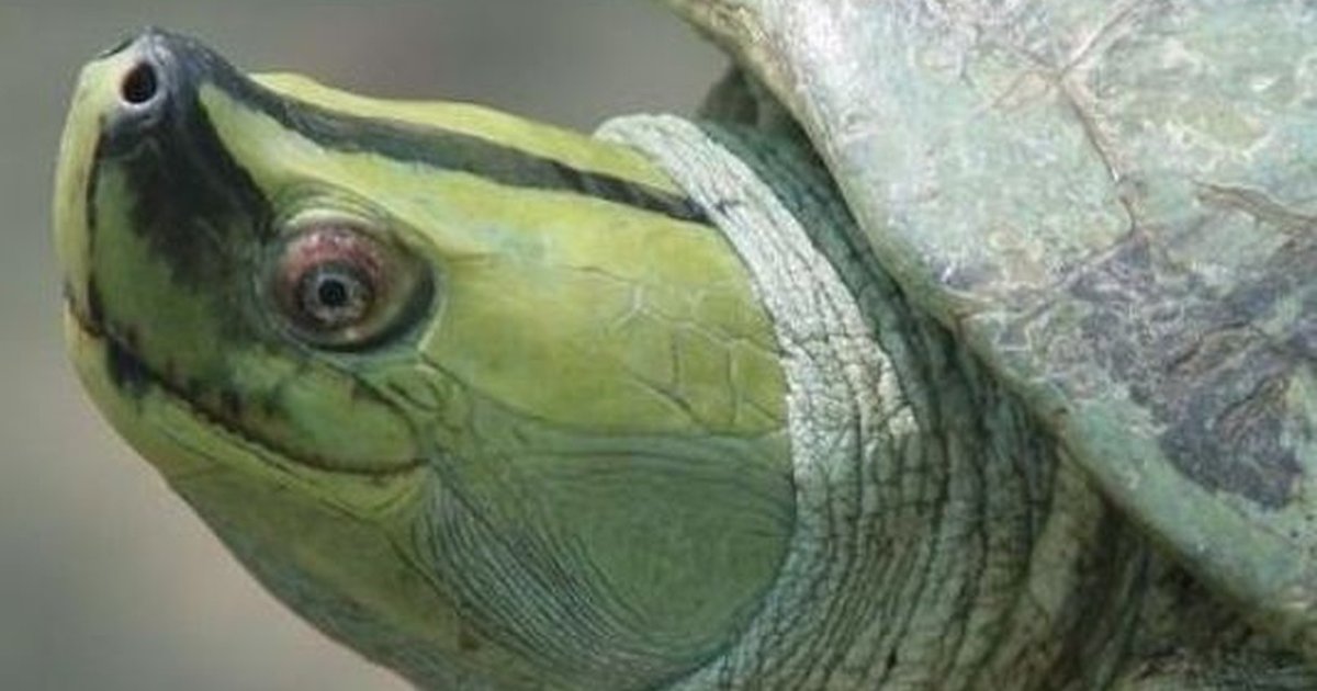 This Incredible-Looking Turtle Is Coming Back From The Brink Of ...