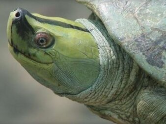 This Incredible-Looking Turtle Is Coming Back From The Brink Of ...