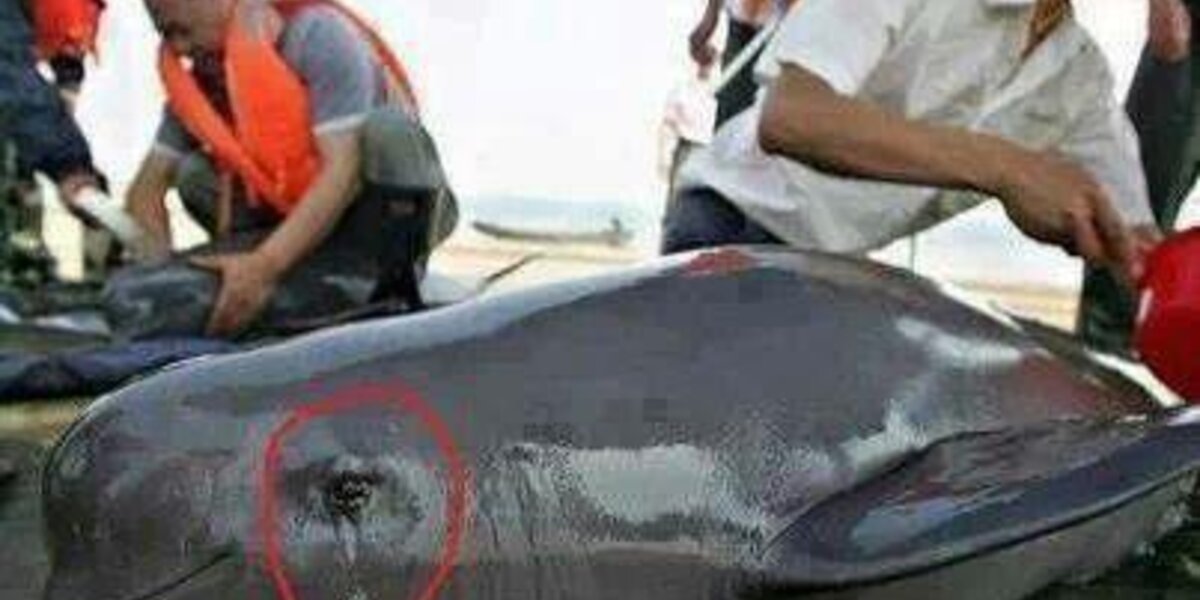 “@mstoysav: http://t.co/b6gHtmyetN”. Heartbreaking #EndAnimalCruelty # ...