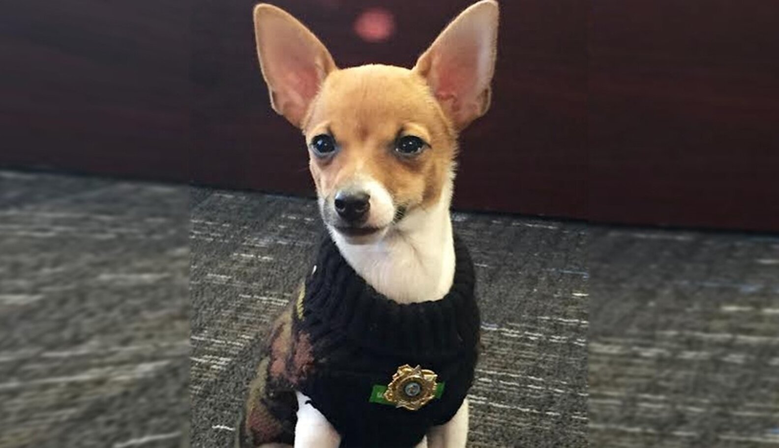 Tiny K9 Officer Joins Police Force Just To Cheer Everyone Up - The Dodo