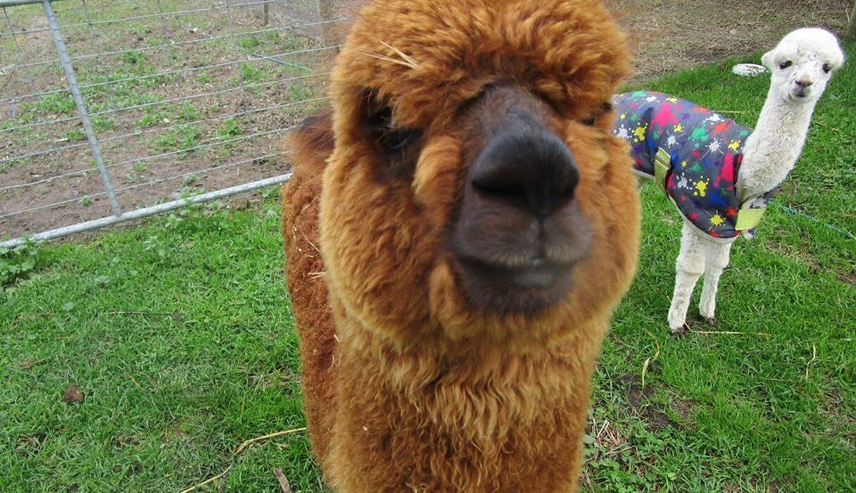 Baby Alpaca Finds The Perfect Big Brother To Show Her The World - The Dodo