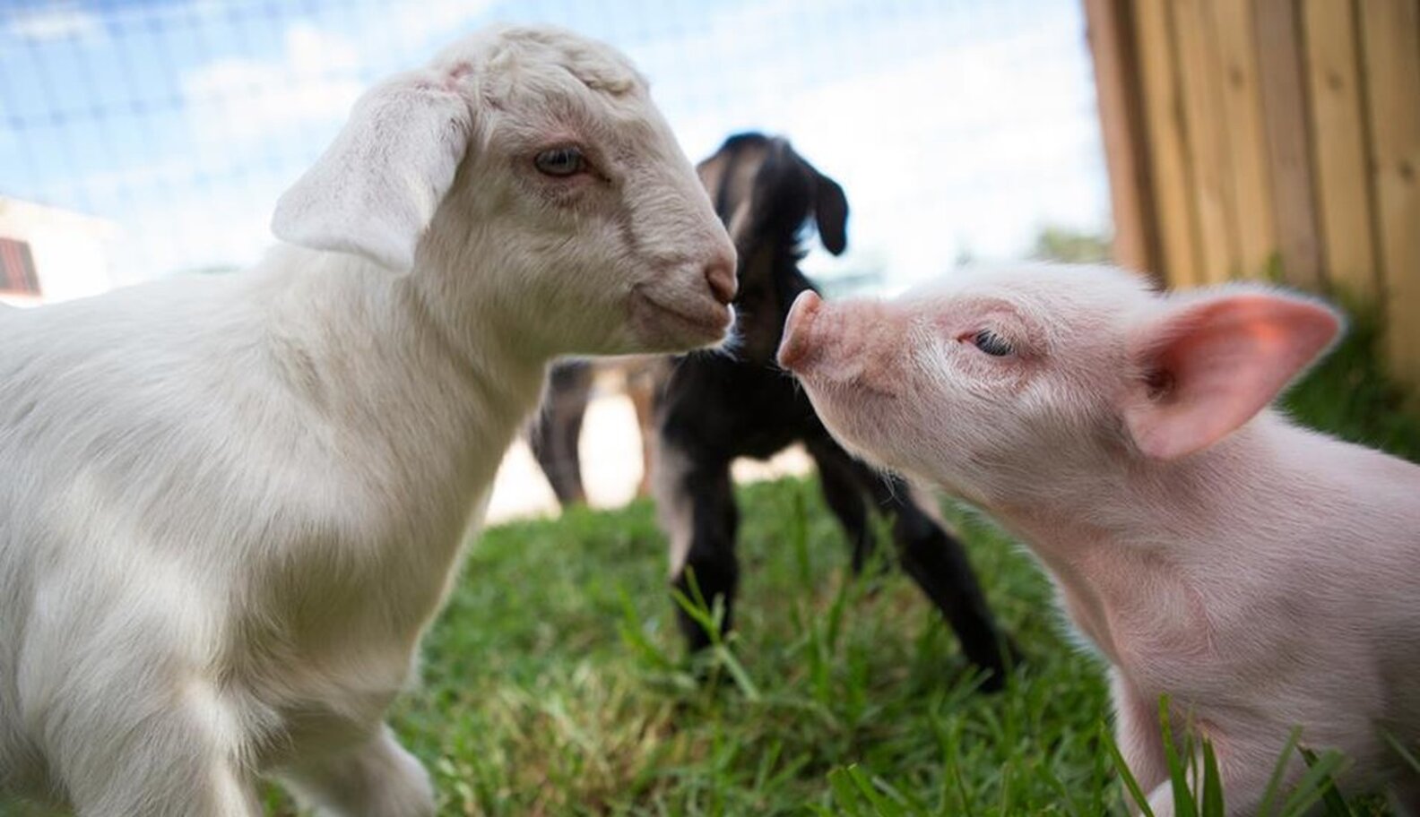 'Happiest Video Ever' Has 10 Perfect Moments To Make Us Love Life Today ...