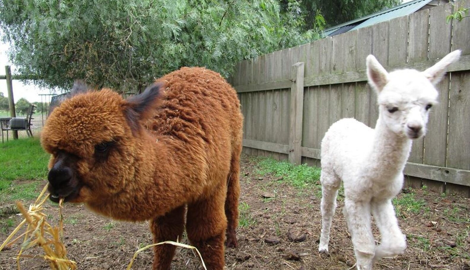 Baby Alpaca Finds The Perfect Big Brother To Show Her The World - The Dodo