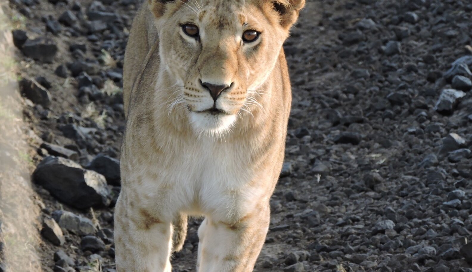 Loyal Lion Siblings Won't Let Anyone Mess With Wounded Little Brother ...