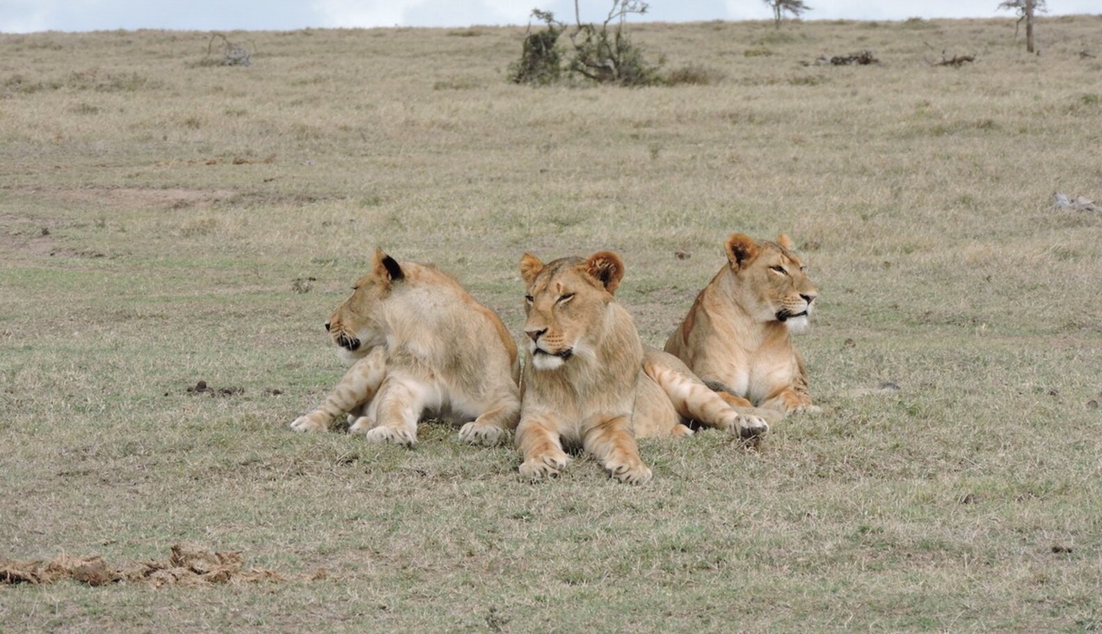 Loyal Lion Siblings Won't Let Anyone Mess With Wounded Little Brother ...