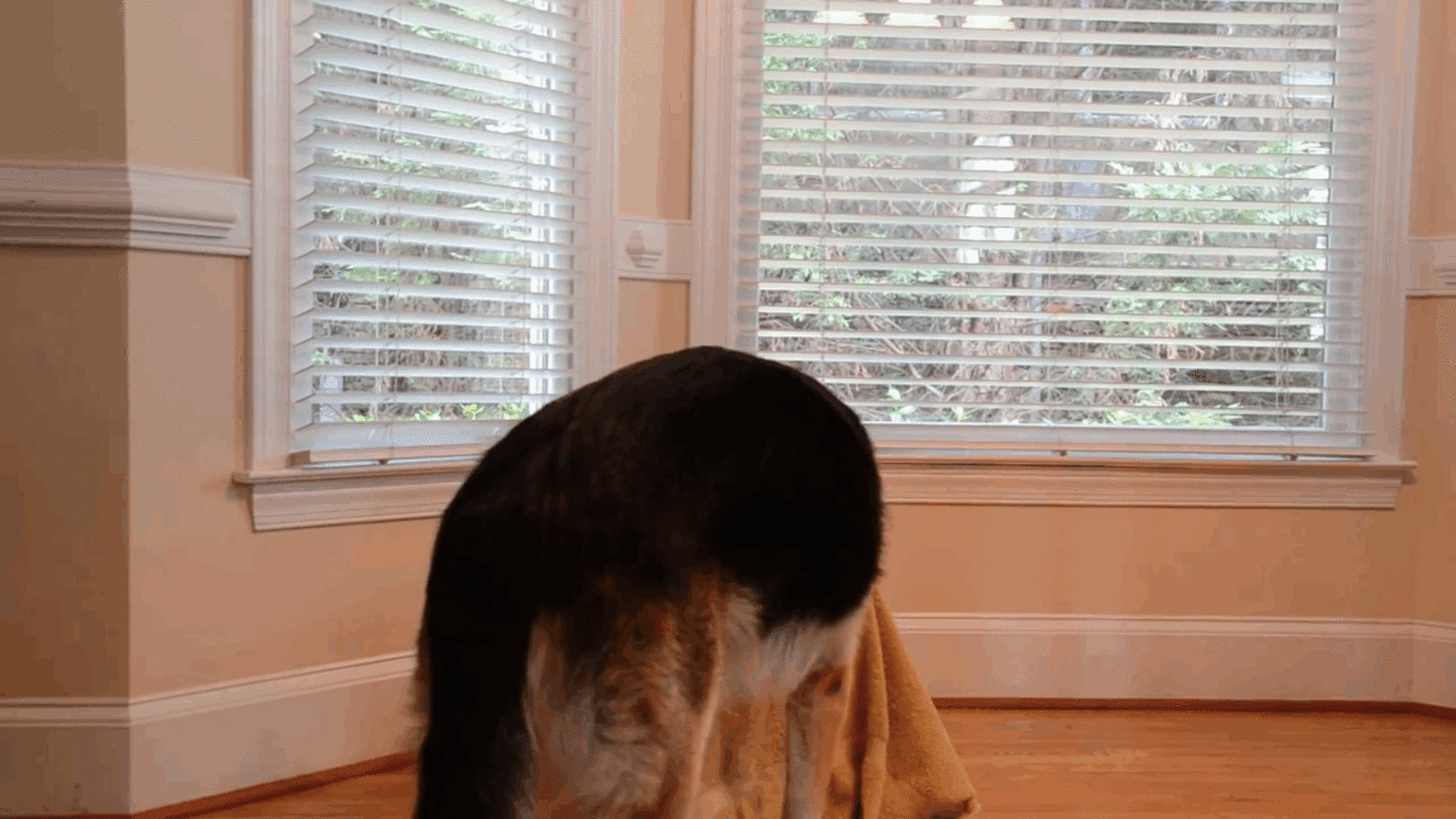 Brilliant German Shepherd Jailbreaks His Little Friend From Her Crate ...
