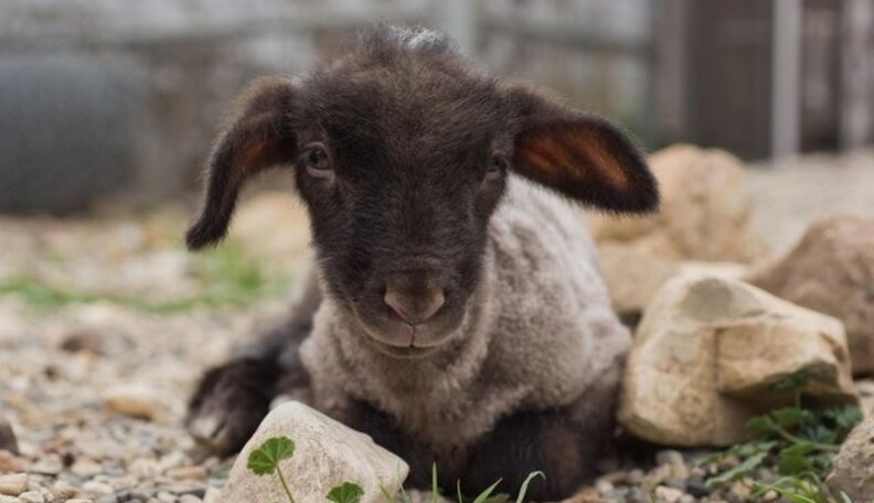 Four Day Old Baby Lamb - The Dodo