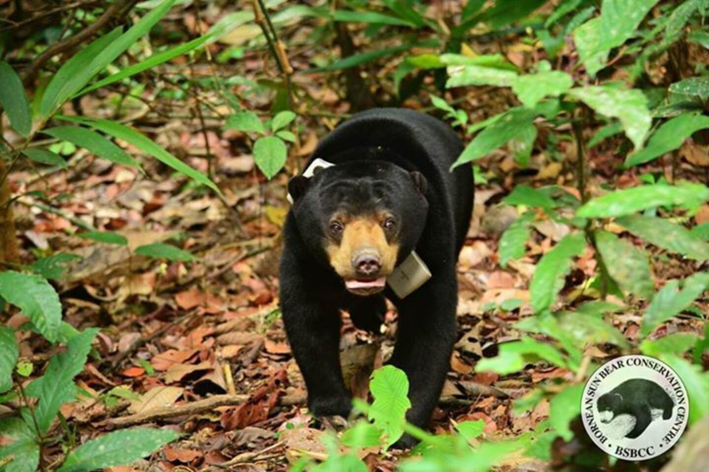 5 Things You Can Do In 5 Minutes To Help Animals - The Dodo