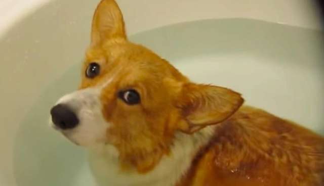 Stubborn Corgi Butt Can't Stop Floating In The Bathtub - The Dodo