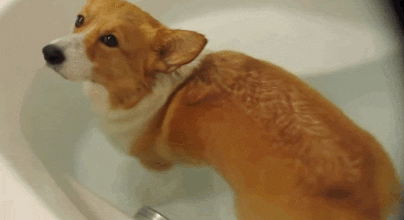 Stubborn Corgi Butt Can't Stop Floating In The Bathtub - The Dodo