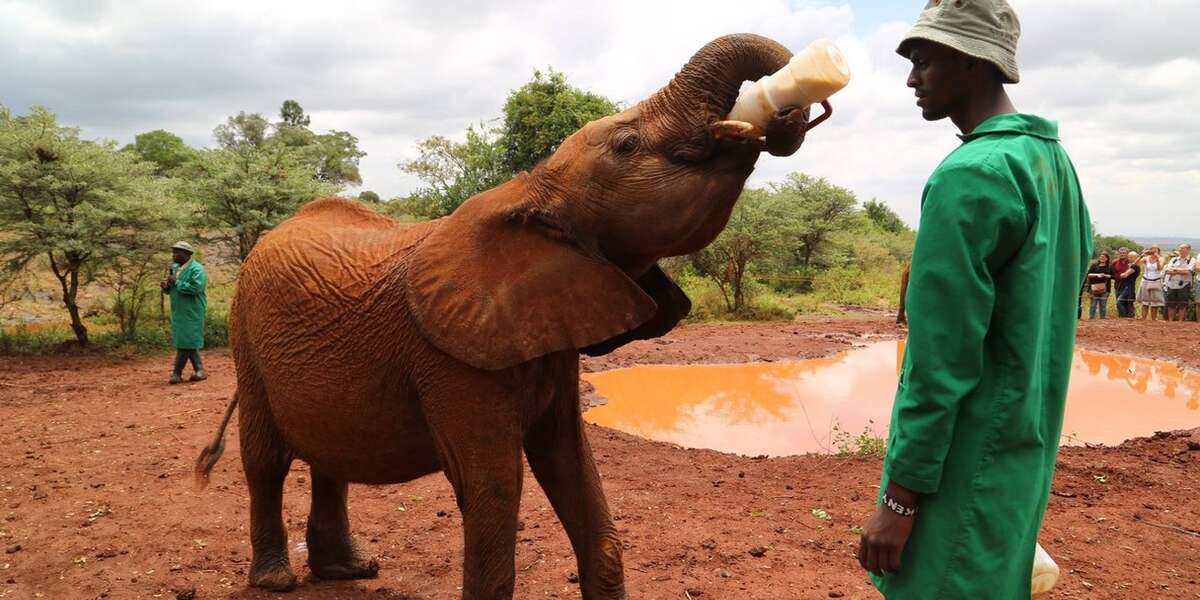 Smart Little Elephant Shows Off His New Skill - The Dodo