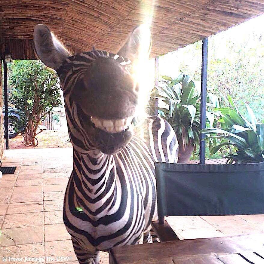 Zebra Orphaned After Bushmeat Poaching Finds New Friends - The Dodo