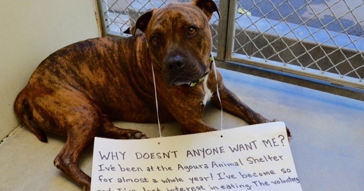 Brokenhearted Shelter Dog Stops Eating Because No One Wants Him The Dodo