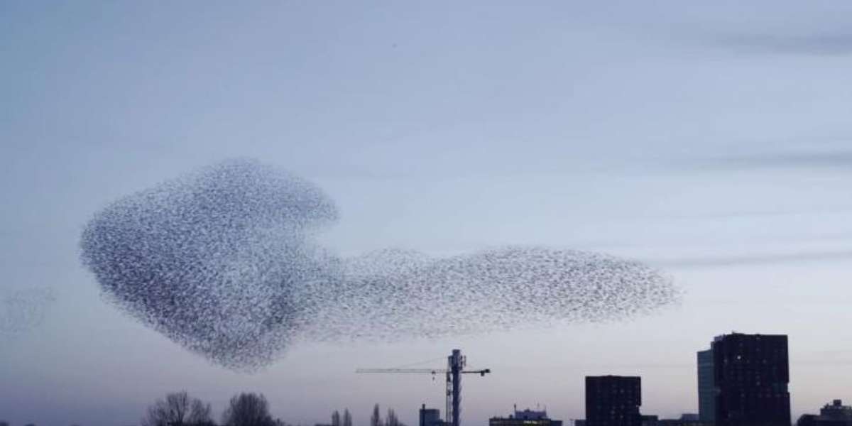 Watching This Flock Of Birds Create Shapes In The Sky Is Hypnotizing ...