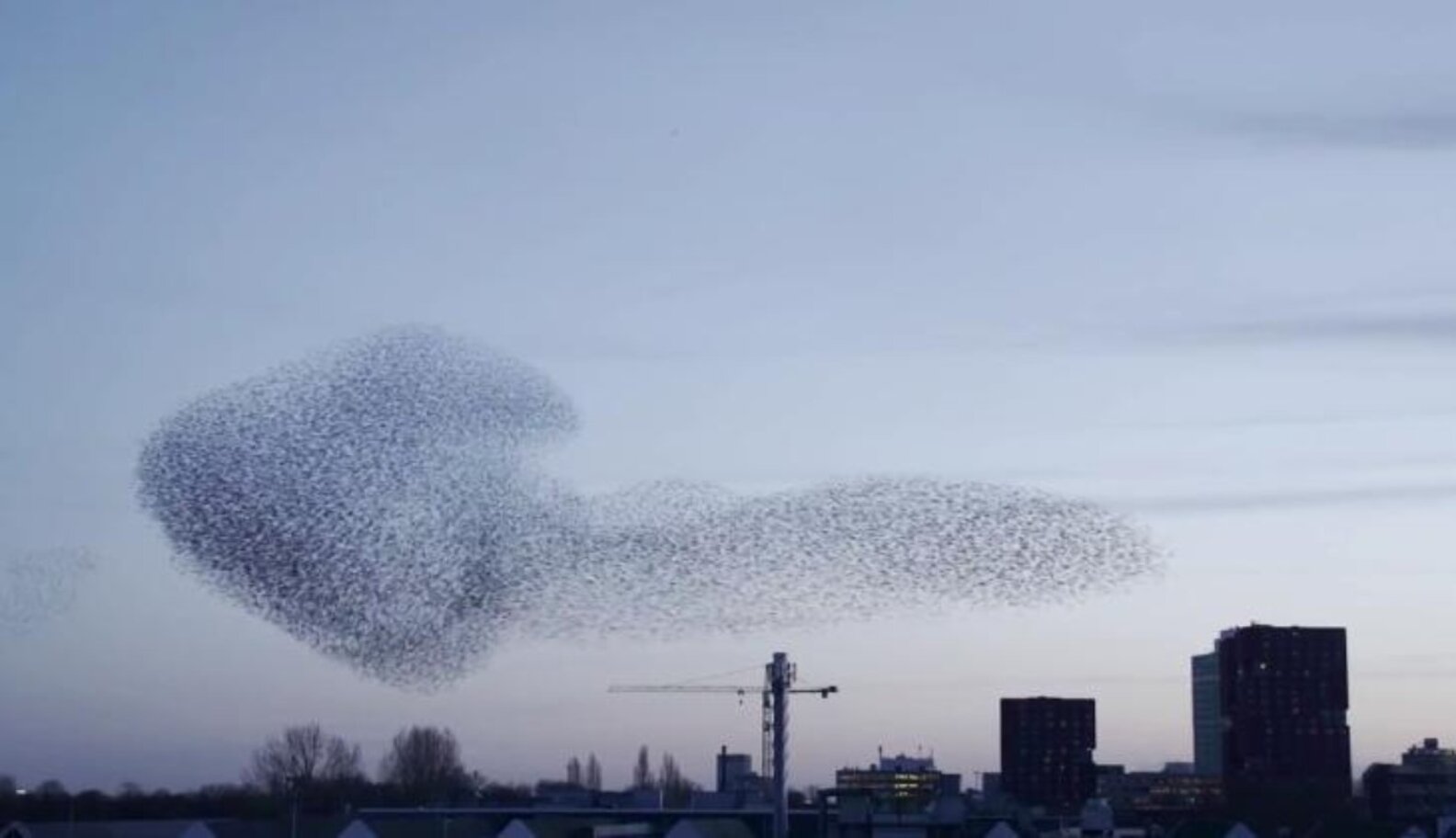 Watching This Flock Of Birds Create Shapes In The Sky Is Hypnotizing ...