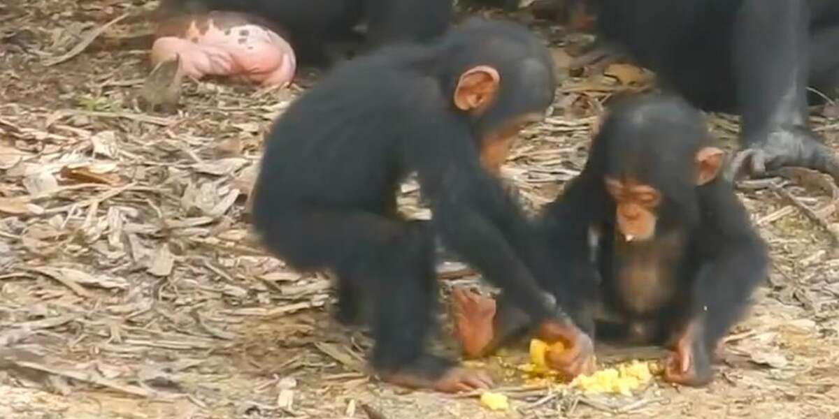 Chimps Refuse To Die After Being Abandoned On Island - The Dodo