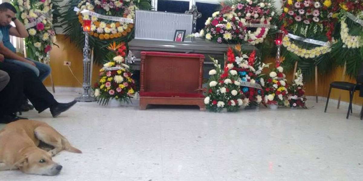 Missing Dog Shows Up At His Owner's Funeral - The Dodo