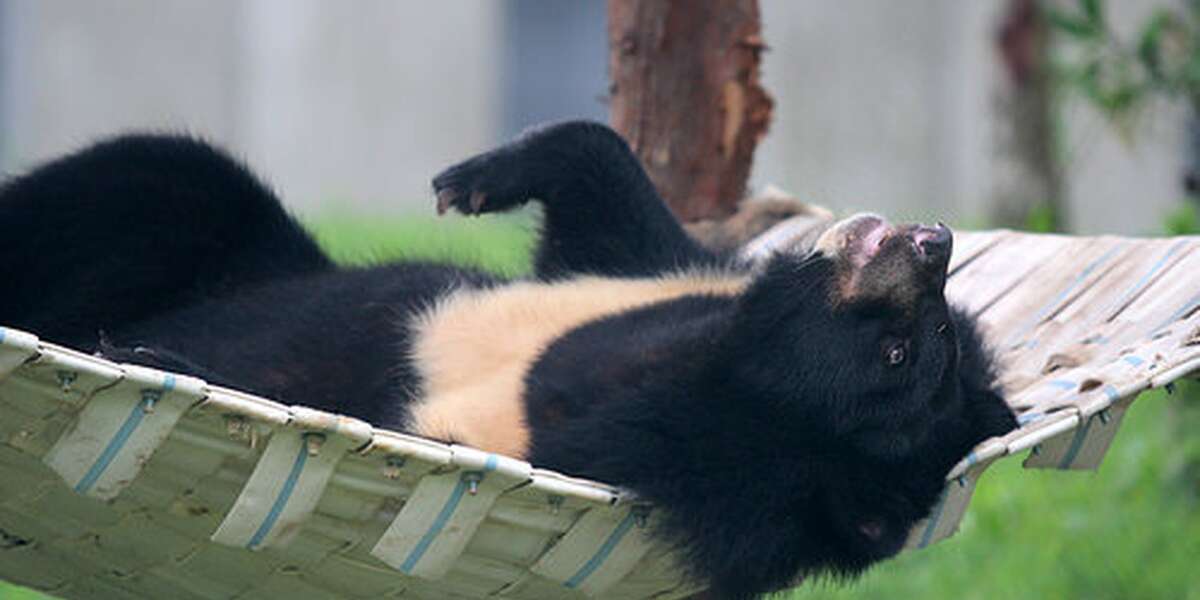 10 Photos Of Bears In Hammocks Prove They Should Never Be Caged - The Dodo