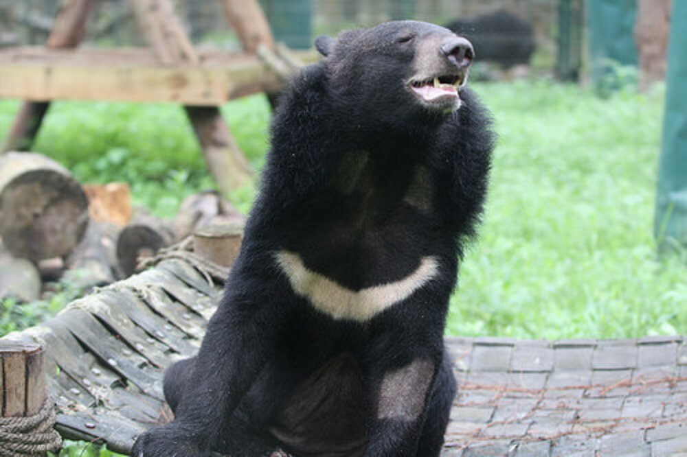 10 Photos Of Bears In Hammocks Prove They Should Never Be Caged - The Dodo