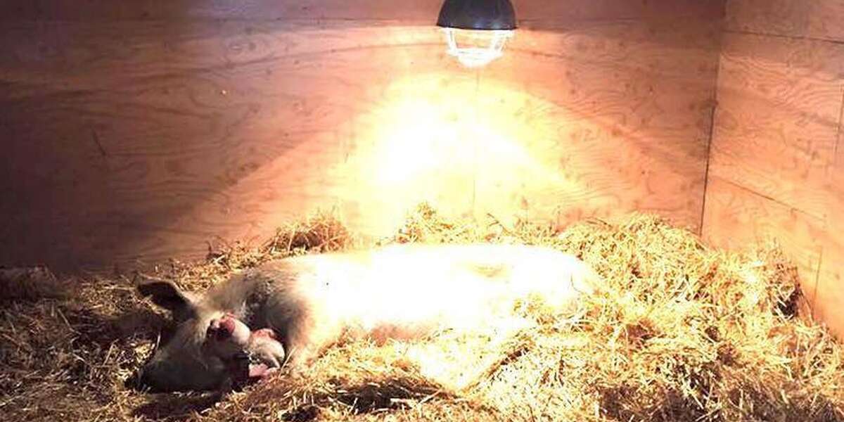 Pig Stopped Eating And Lost 100 Pounds After His Best Friend Died - The ...