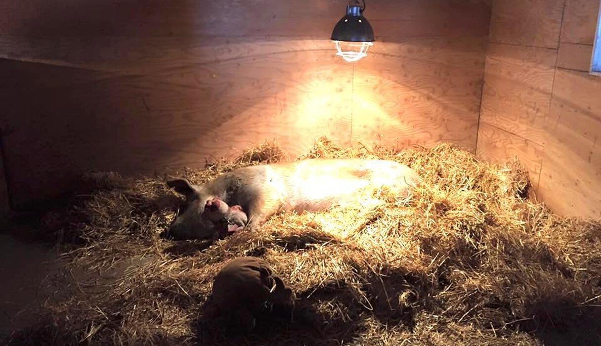 Pig Stopped Eating And Lost 100 Pounds After His Best Friend Died - The ...