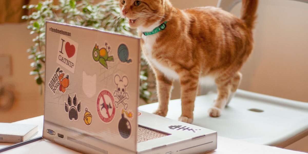 Cat Scratch Laptop Is The Purrfect Gift For Your Nerdy Kitty - The Dodo