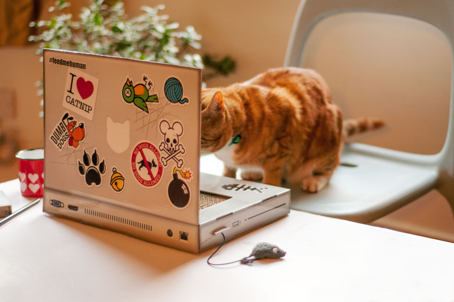 Cat Scratch Laptop Is The Purrfect Gift For Your Nerdy Kitty - The Dodo