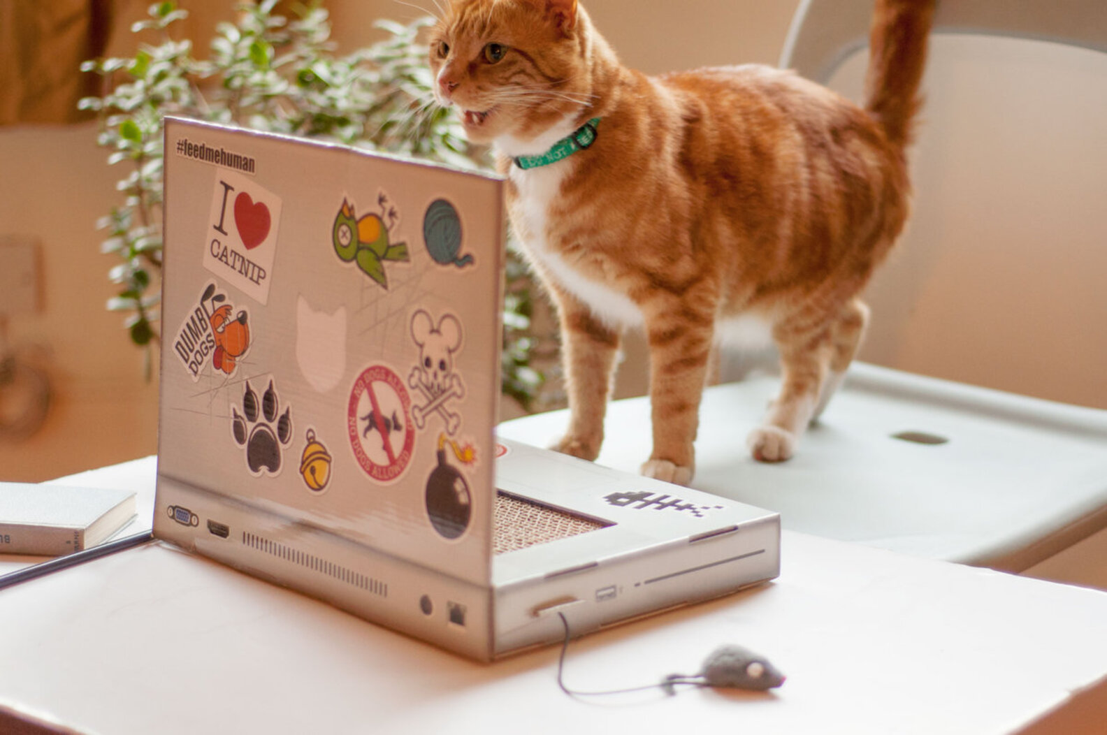 Cat Scratch Laptop Is The Purrfect Gift For Your Nerdy Kitty - The Dodo