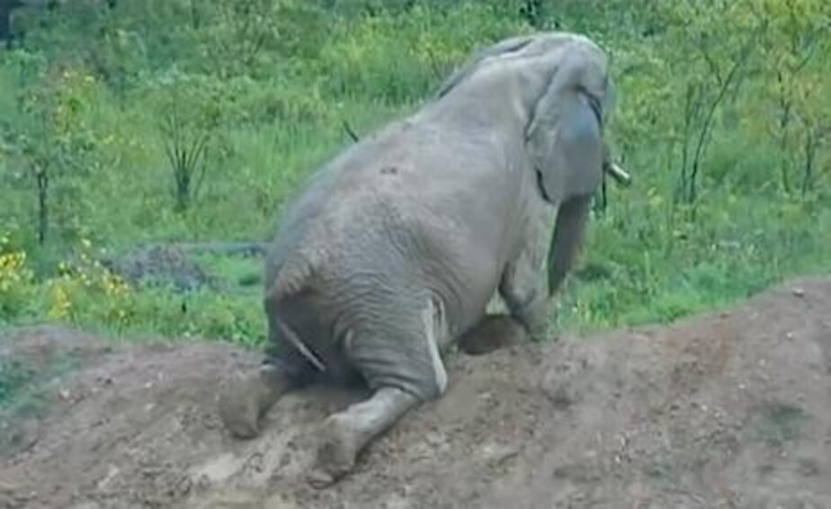 Hidden Camera Catches What Elephant Does In Her Free Time - The Dodo
