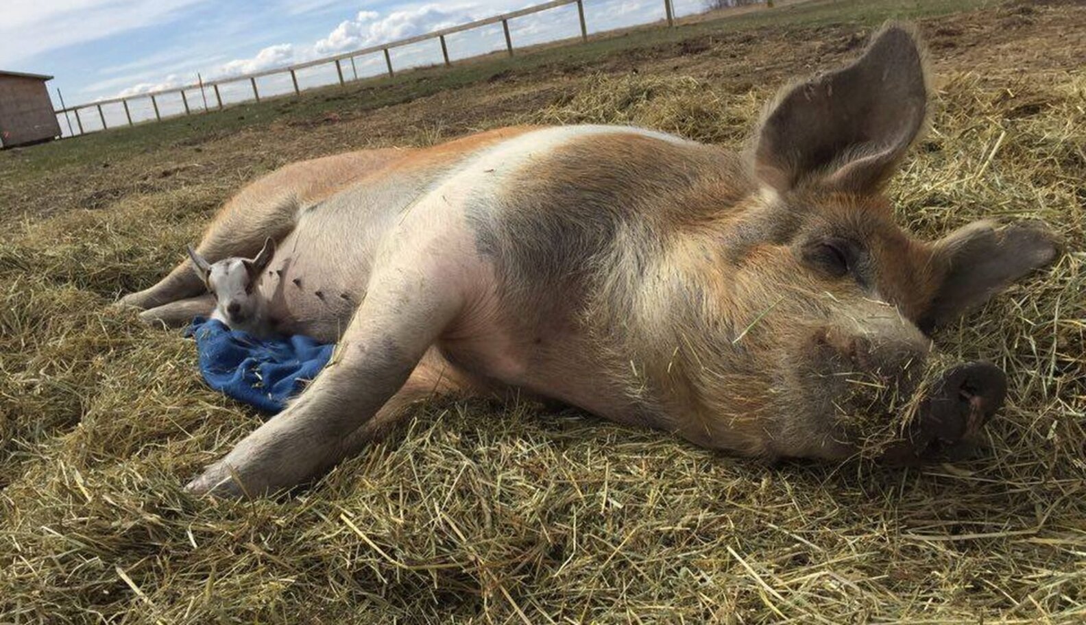Pig Stopped Eating And Lost 100 Pounds After His Best Friend Died - The ...