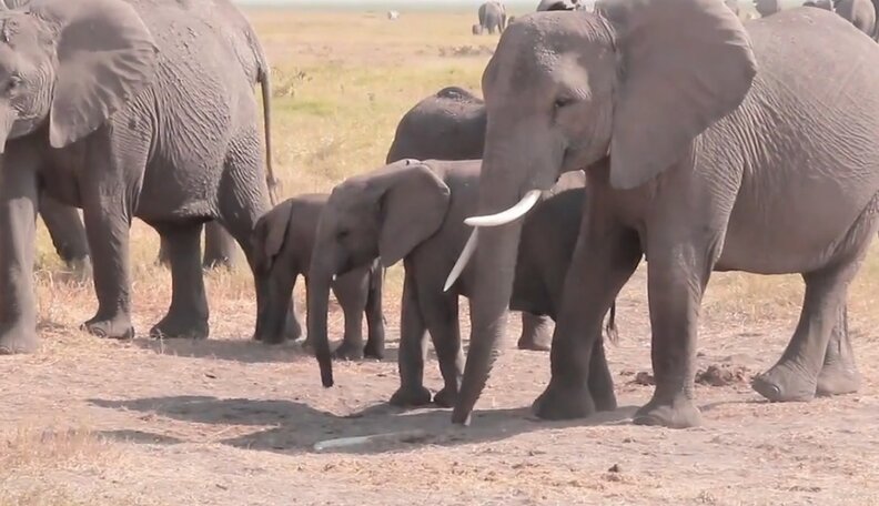 Elephants Mourn Fallen Family Members In Revealing Moment Of Grief ...