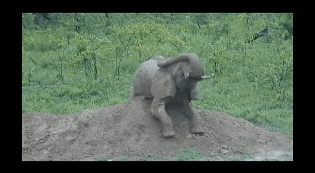 Hidden Camera Catches What Elephant Does In Her Free Time - The Dodo