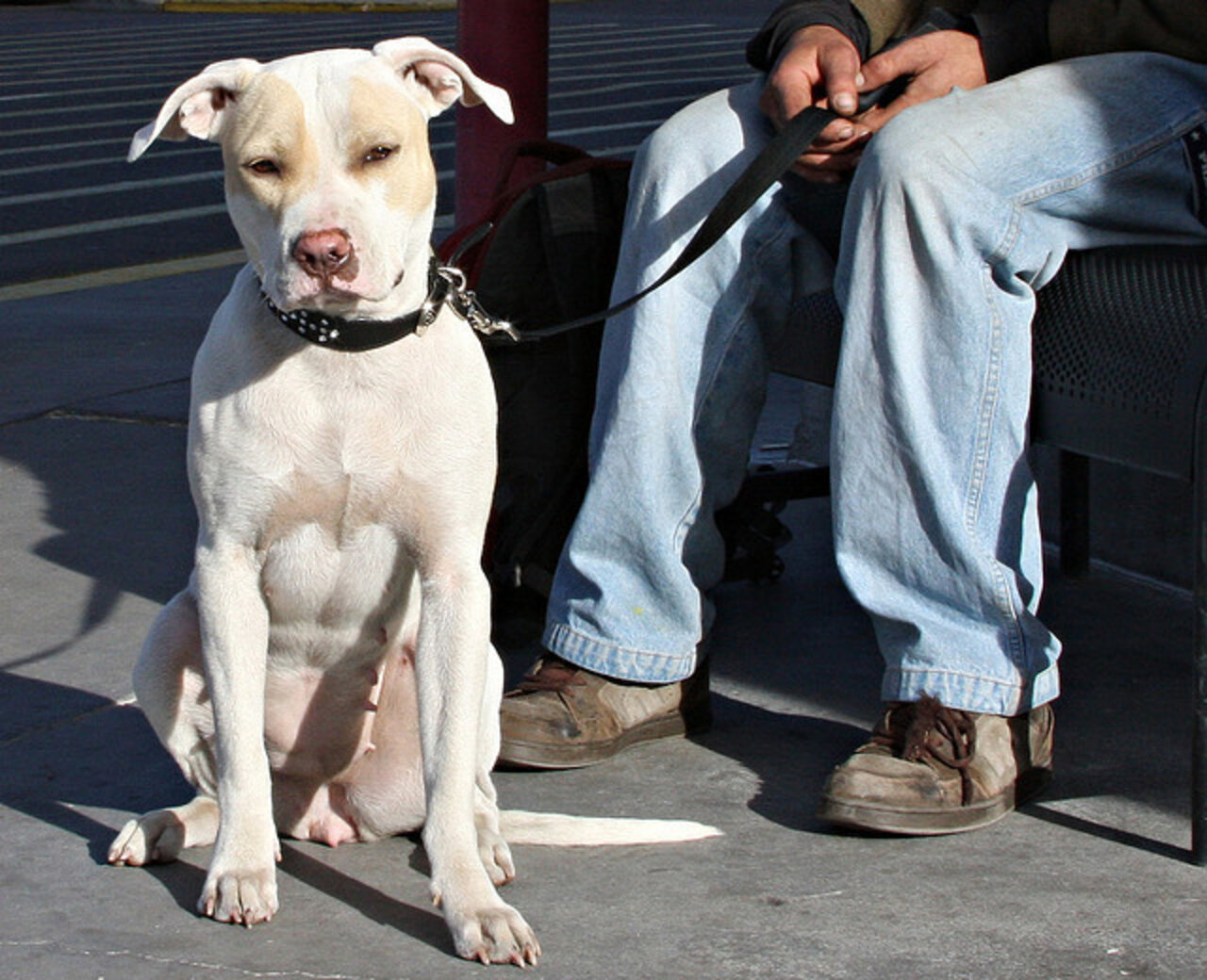 Homeless Man Does The Unthinkable To Save His Dog On Death Row - The Dodo