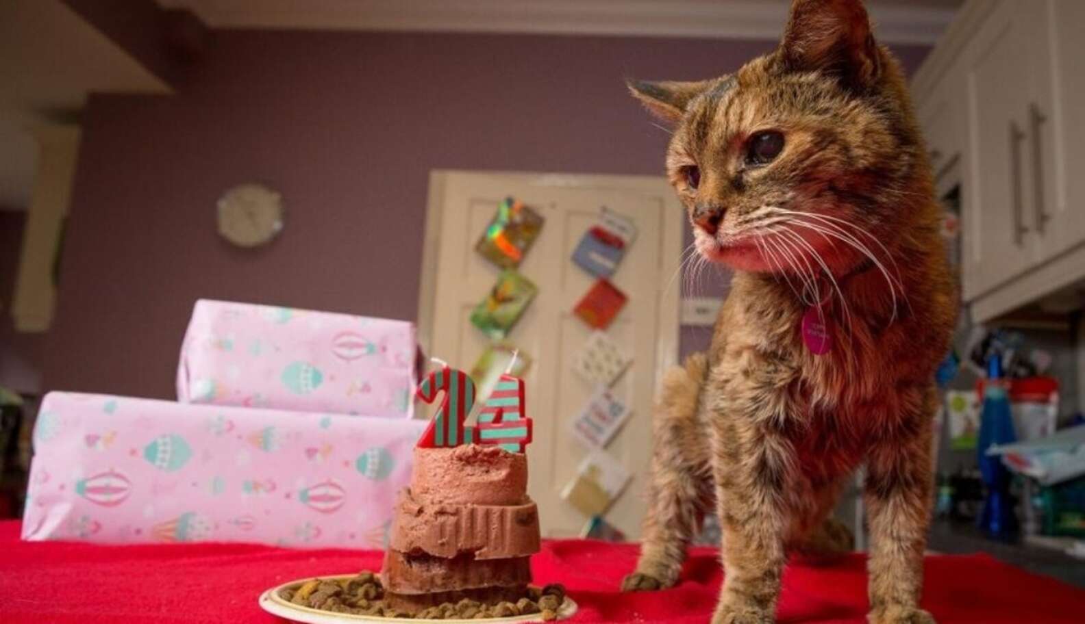 A 182-Year Old Tortoise And The 6 Other Most Mindblowingly Old Animals ...